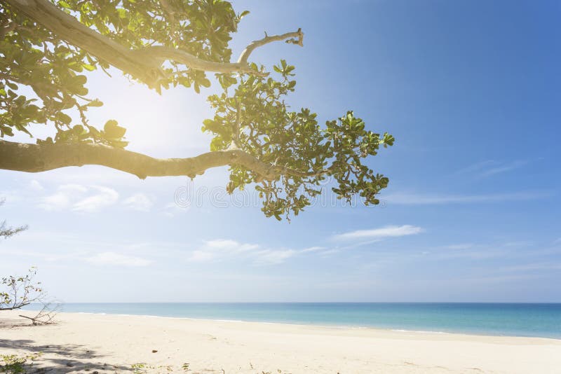 Beautiful Tropical Beach with Trees. Stock Photo - Image of andaman ...
