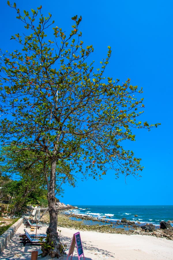 Beautiful Tropical Beach with Trees and Sunbeds Stock Image - Image of ...