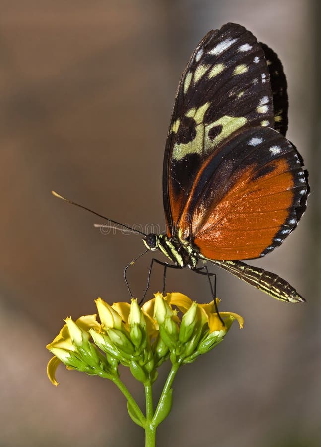Beautiful Tropical Butterfly on Top of a Yellow Stock Image - Image of ...