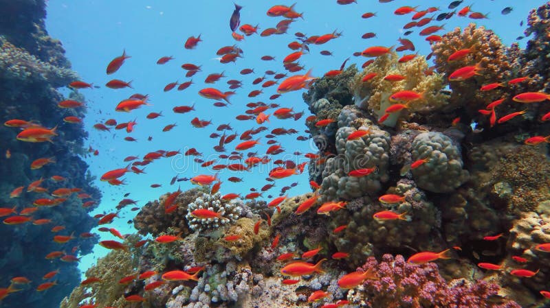 Beautiful Shoal of Yellow Tropical Coral Reef Fish in Full Diversity ...