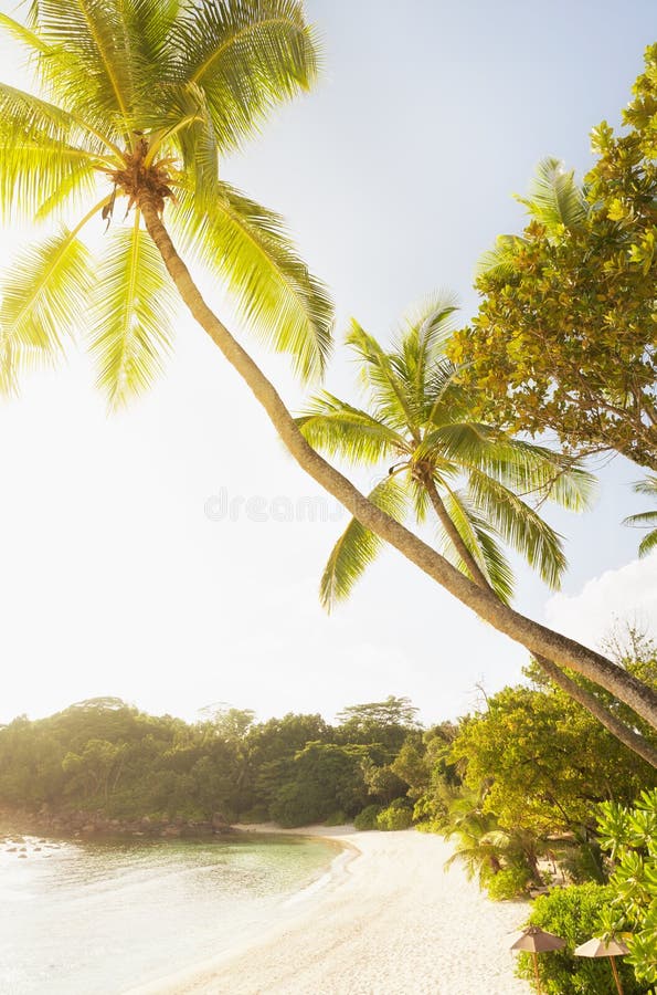 Beautiful Tropical Day with Palm Trees at Beach Stock Image - Image of ...