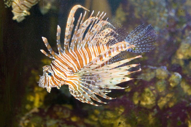 Beautiful tropical fish stock photo. Image of wildlife - 12033178