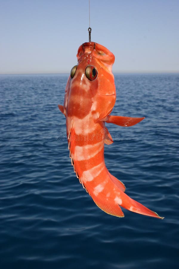 Beautiful Tropical Fish from the Red Sea Stock Photo - Image of scuba ...