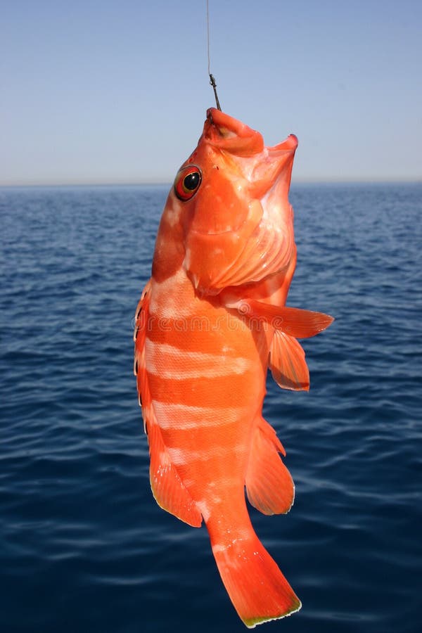 Beautiful Tropical Fish from the Red Sea Stock Photo - Image of ...