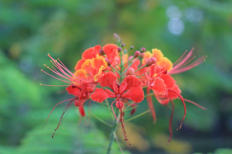 A Beautiful Tropical Flame Tree Flowers in the Outdoor Stock Image ...