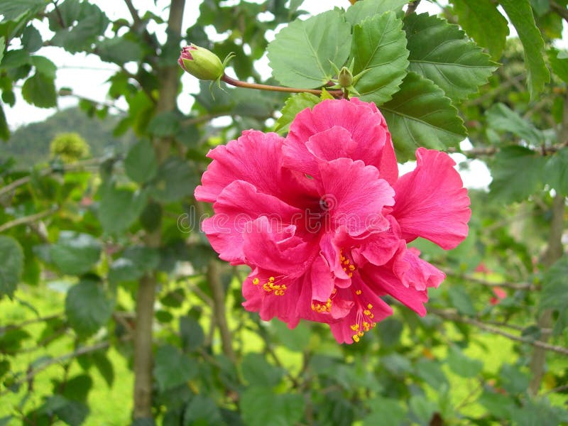 Beautiful Tropical Flower of the Amazon Jungle Stock Photo - Image of ...