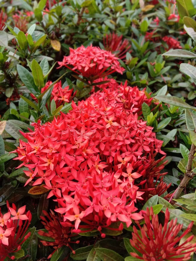 Beautiful Tropical Flower, the Needle Flower Stock Photo - Image of ...