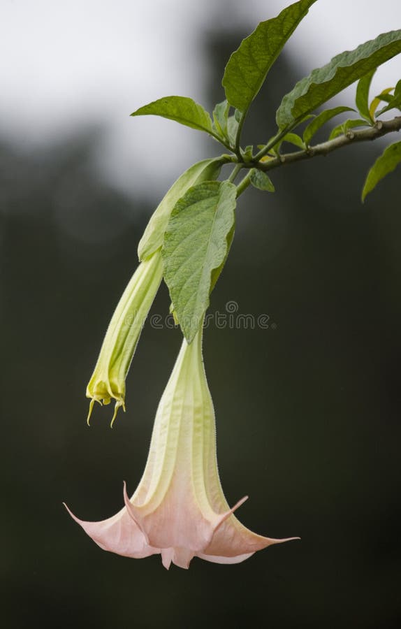 Beautiful Tropical Flower Pale Pink. Madagascar. Stock Photo - Image of ...