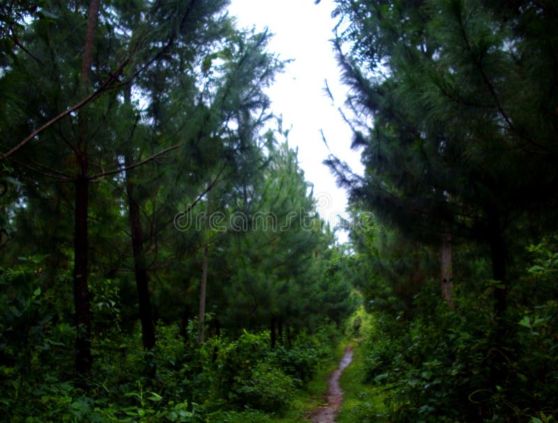 Beautiful Tropical Forest. Basic RGB Stock Photo - Image of garden ...