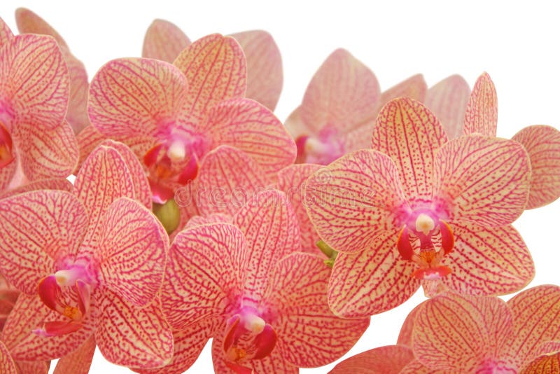 Tropical Orchid Flower (Aerides Multiflora Roxb) Bloom Stock Photo ...