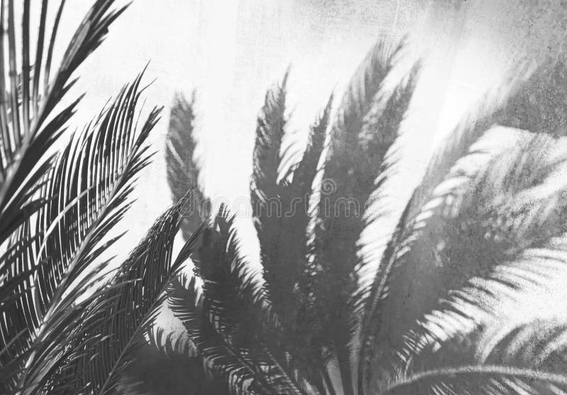 Tropical Palm Tree Leaf Shadow on a Concrete Wall. Stock Photo - Image ...