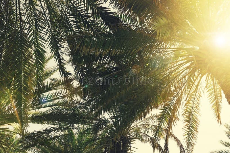 Beautiful Tropical Palm Trees on Sunny Day Stock Image - Image of miami ...