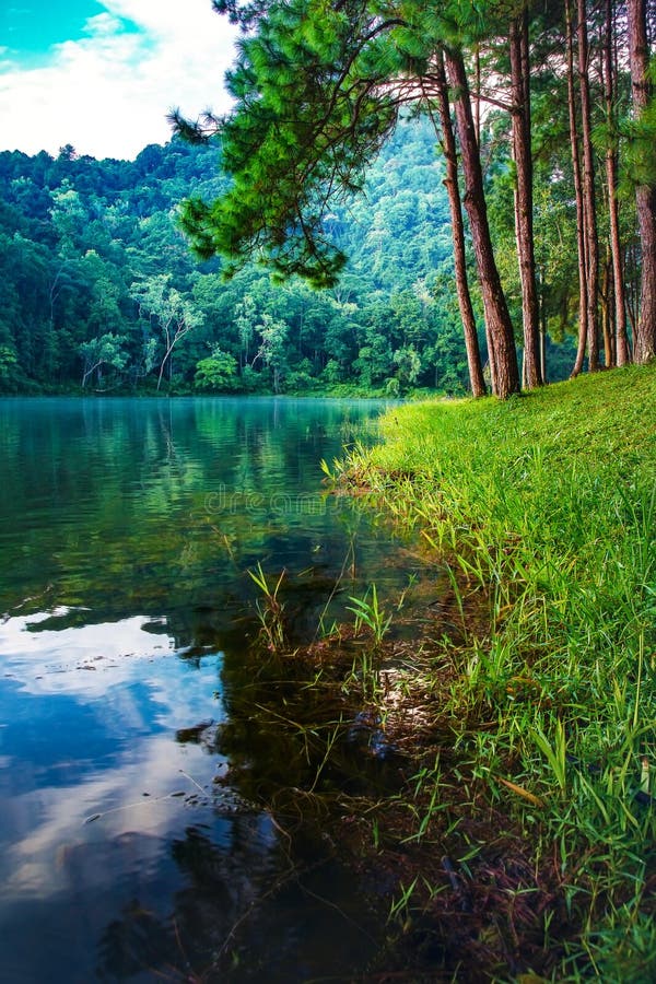 Tropical Pine Trees Forrest Stock Image - Image of natural, spring ...