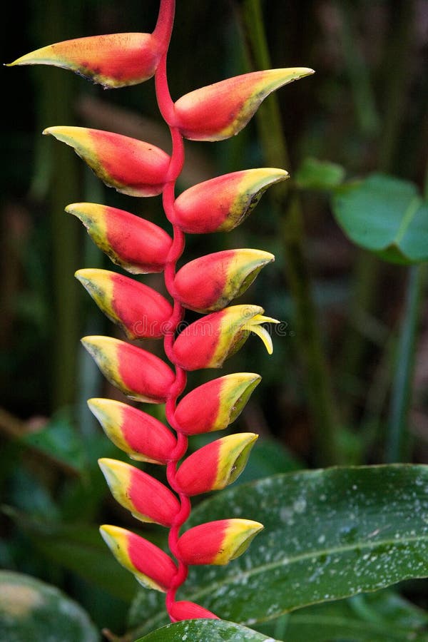 Beautiful Tropical Red Flower. the Unusual Form. Flora. Stock Photo ...