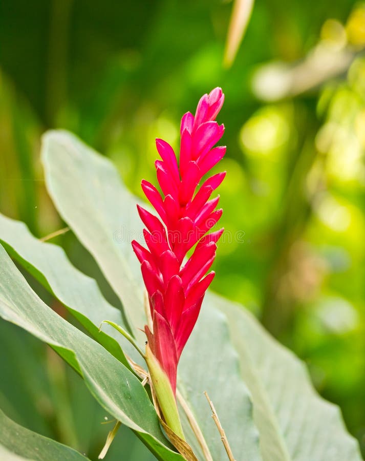 A Beautiful Tropical Red Ginger (Alpinia Purpurata) Stock Photo - Image ...
