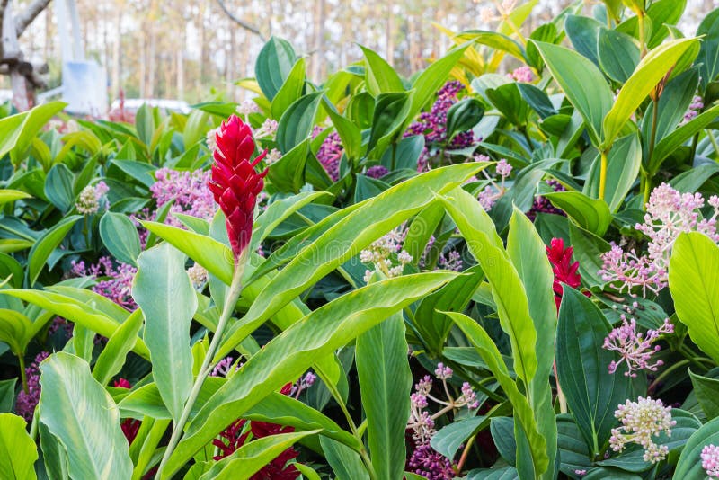 Beautiful Tropical Red Ginger Flower Stock Photo - Image of ginger ...