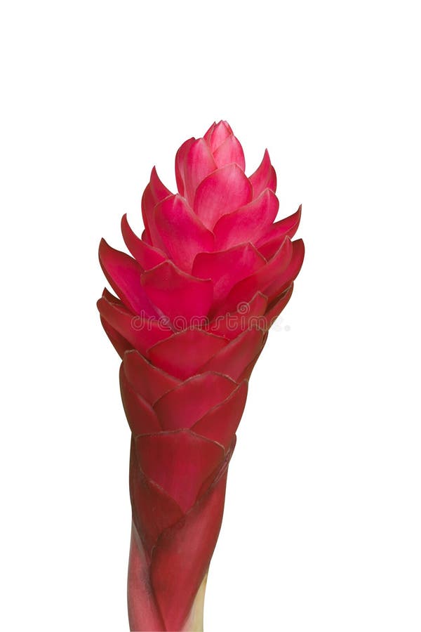 Beautiful Tropical Red Ginger Flower on Isolate White Background Stock ...