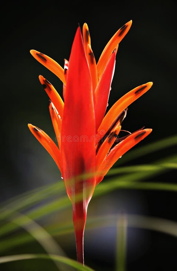 A Beautiful Tropical Red Ginger Flower Stock Image - Image of ginger ...