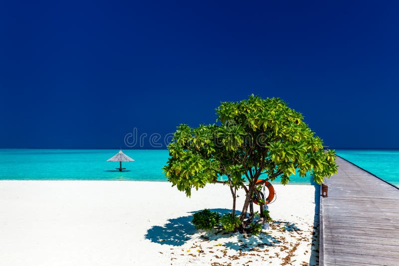Single Small Palm Tree on a Rarotonga Beach, Cook Islands Stock Photo ...