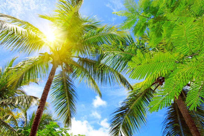 Beautiful Tropical Sunshine with Palm Tree and Sun. Stock Photo - Image ...