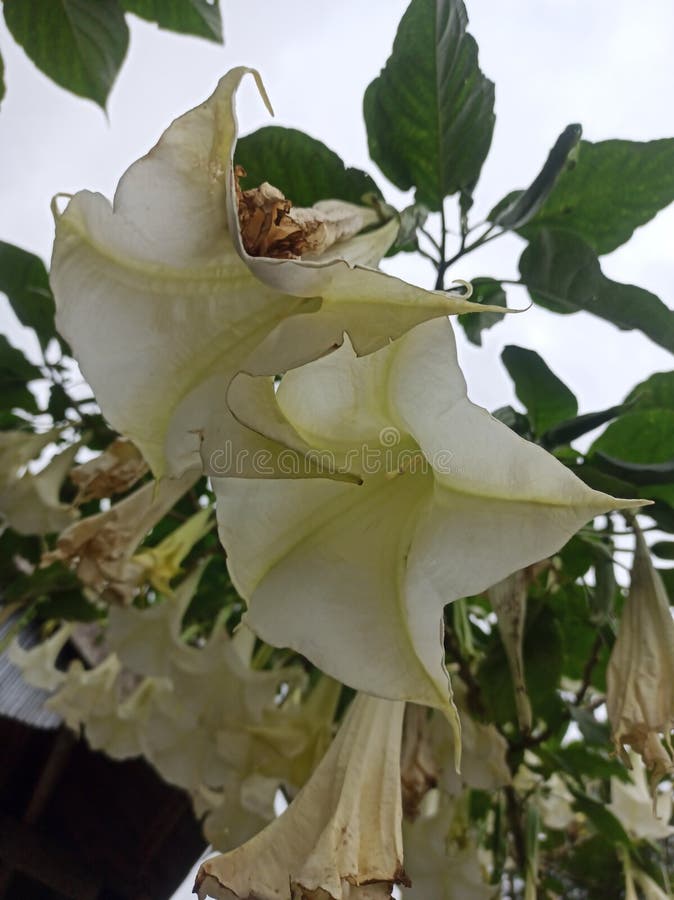 The Beautiful Trumpet Flower is Also Very Poisonous Stock Image - Image ...