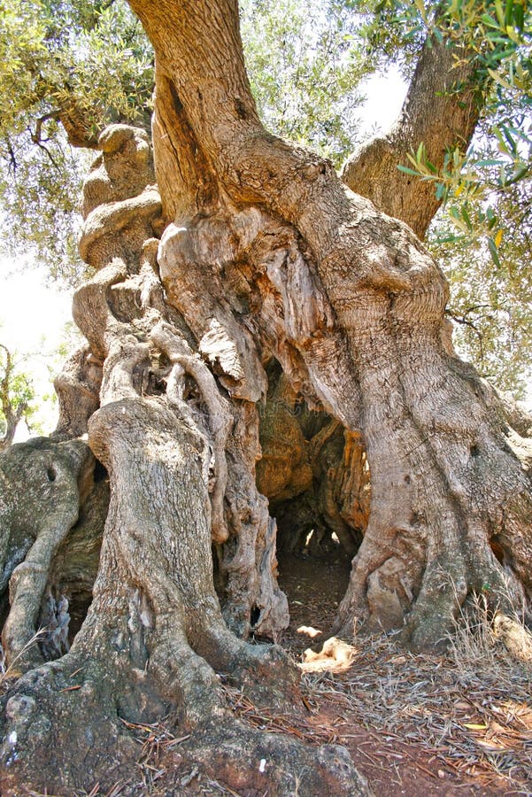 Old olive tree, trunk stock photo. Image of landscape - 132093590