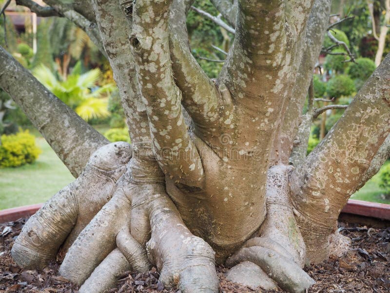 Beautiful Trunks of a Desert Rose Stock Photo - Image of asian, flora ...