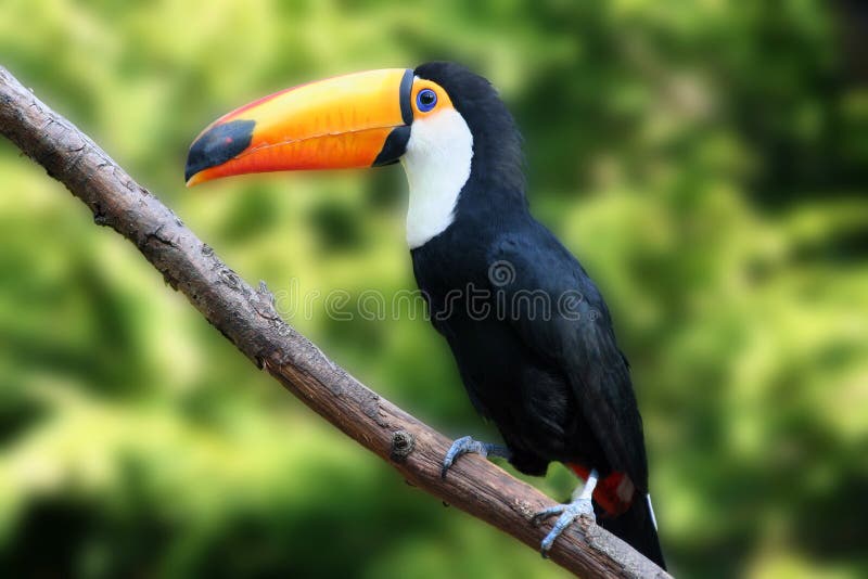 Beautiful Tucan stock image. Image of colourful, colours - 1734463