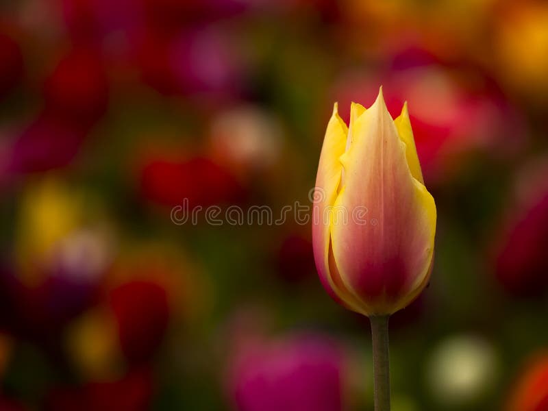 Beautiful tulip stock image. Image of close, outdoors - 22374729