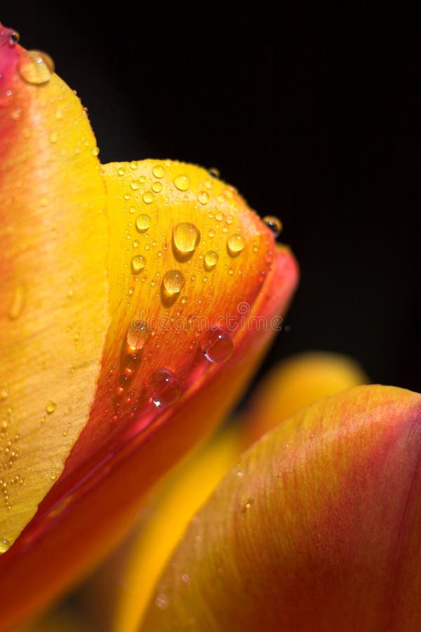 Orange Flower Macro Water Drops Stock Image - Image of drops, beautiful ...