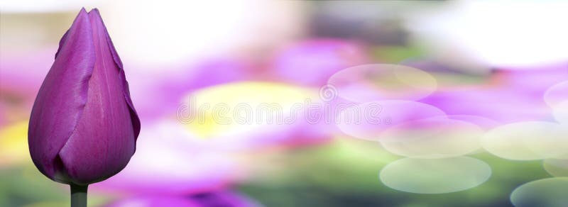 Red tulip banner stock photo. Image of isolated, colorful - 63193242