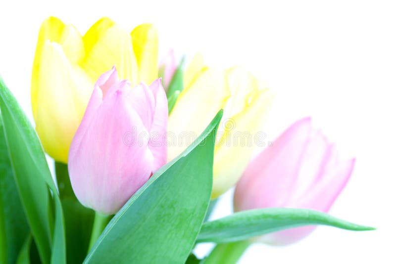 Beautiful tulip bouqet stock image. Image of beautiful - 12710479