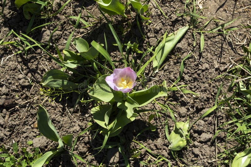 Beautiful Tulip Flower. View from Above Stock Photo - Image of bouquet ...