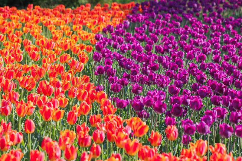 Beautiful Tulip , Flowers Blooming in Spring Day. Stock Photo - Image ...