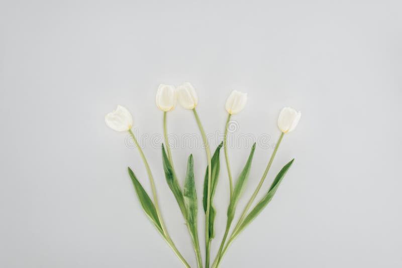 Tulip Flowers Isolated on Grey Stock Photo - Image of flowers ...