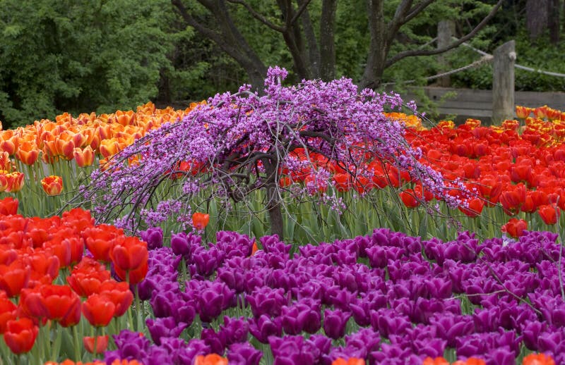 Beautiful Tulip Garden stock image. Image of bulb, green - 18617975