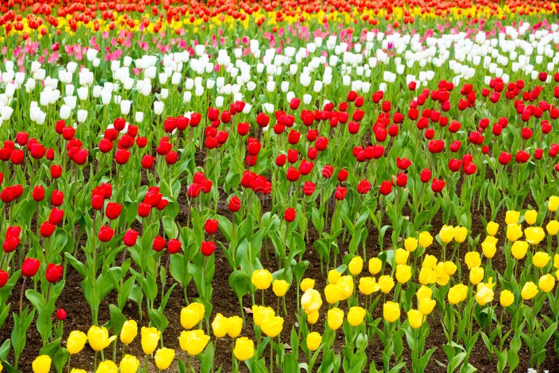 Beautiful Tulip in the Garden Stock Image - Image of park, bloom: 69796819