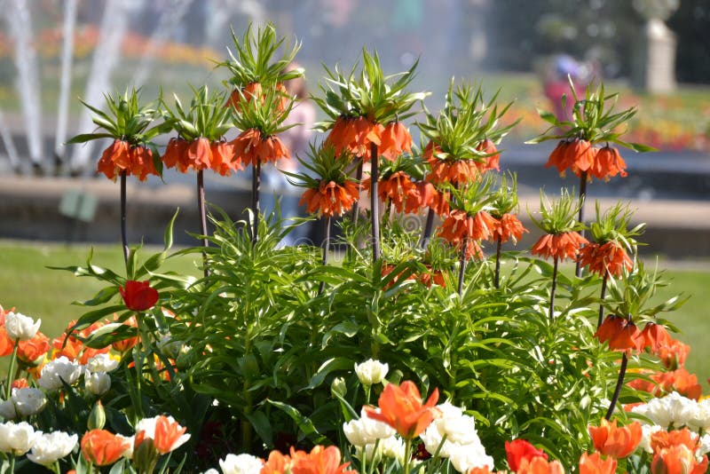 A Beautiful Tulip Landscape with Magnificent Colors Stock Image - Image ...