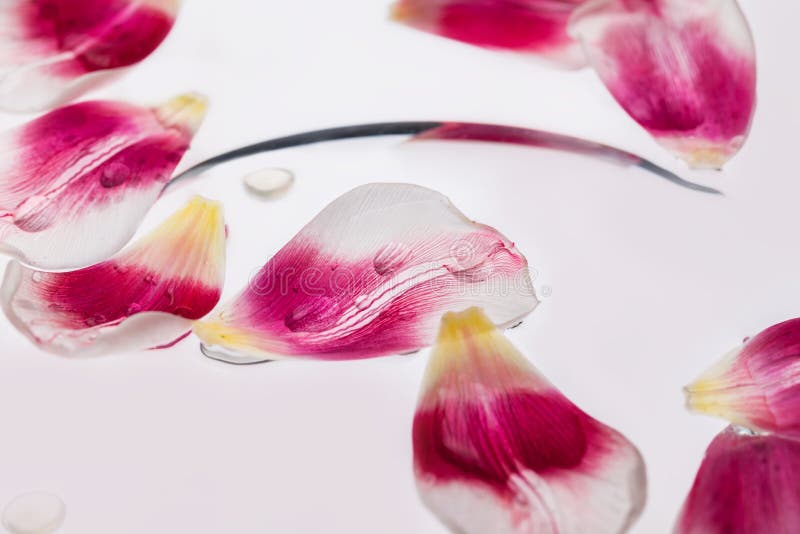 Beautiful Tulip Petals Float in the Water. Stock Photo - Image of ...