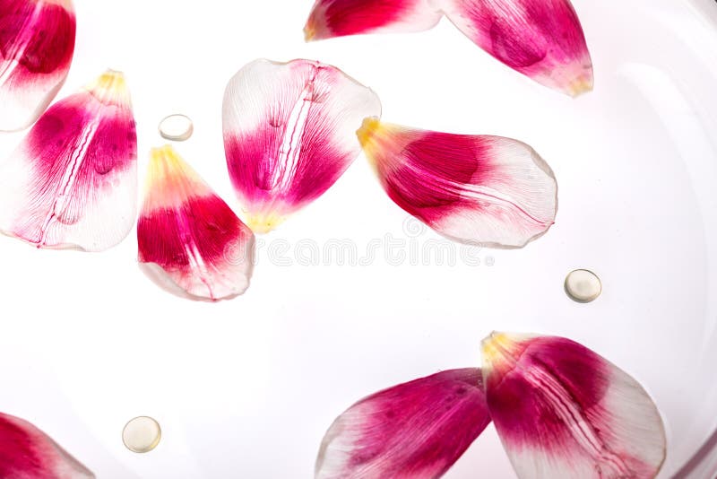 Beautiful Tulip Petals Float in the Water. Stock Photo - Image of fresh ...