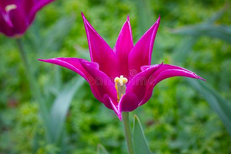 Fuschia Tulip stock image. Image of blossom, plant, cute - 86050105