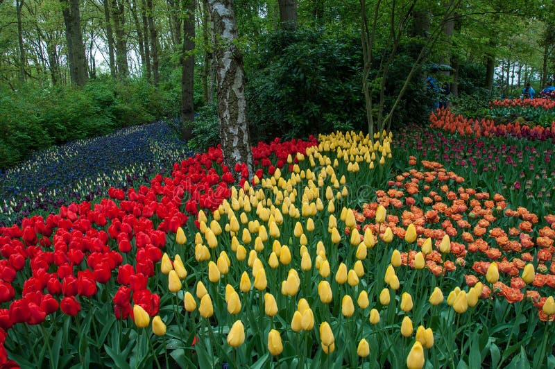 Beautiful Tulip in Spring Garden Stock Photo - Image of beauty, flora ...