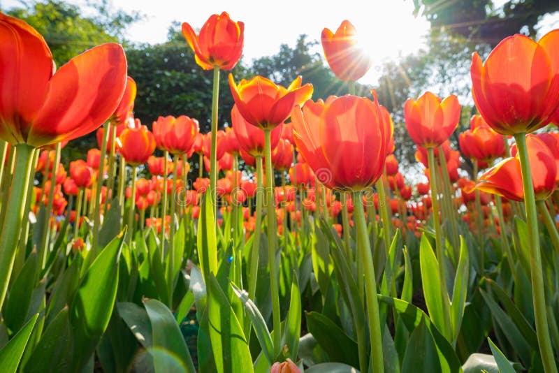 Beautiful tulip stock image. Image of plant, garden, meadow - 70860805