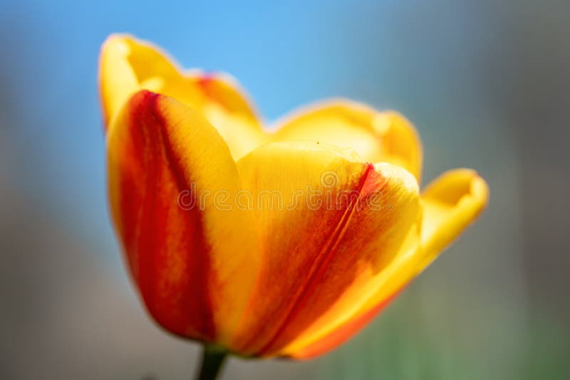 A Tulip with View from Below into the Blue Sky Stock Image - Image of ...