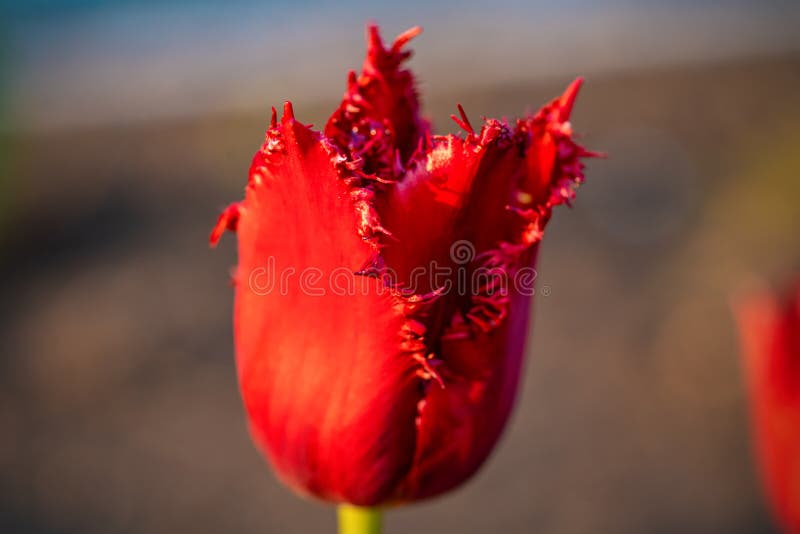 A Tulip with View from Below into the Blue Sky Stock Image - Image of ...