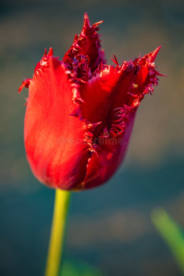 A Tulip with View from Below into the Blue Sky Stock Image - Image of ...