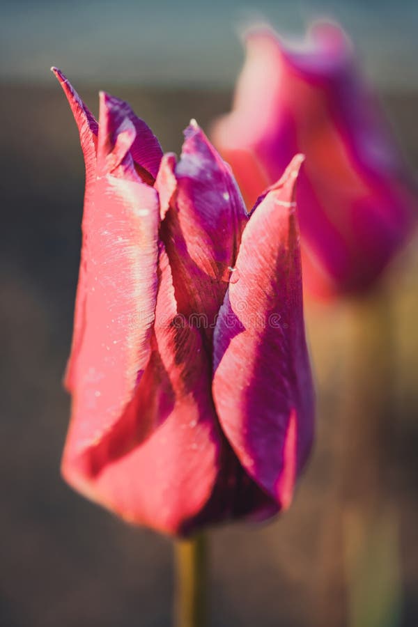 A Tulip with View from Below into the Blue Sky Stock Image - Image of ...