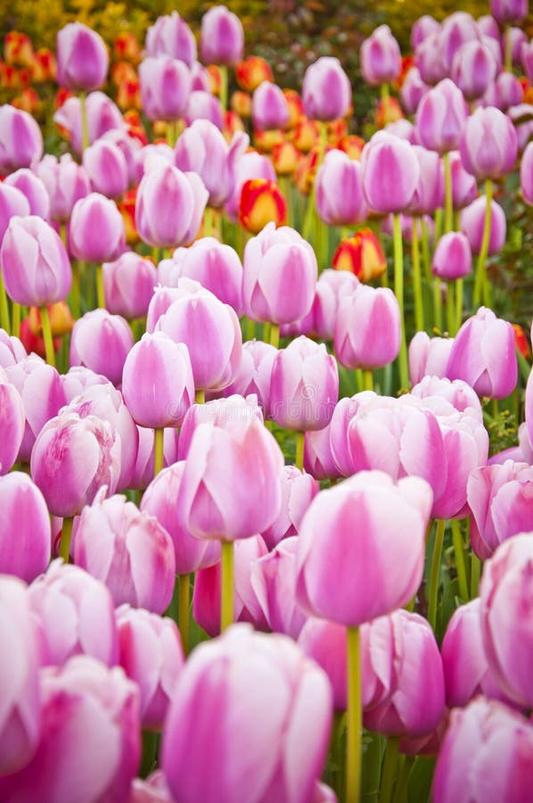 Beautiful Tulips stock image. Image of flower, leaf, front - 24393437