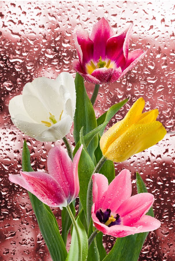 Beautiful Tulips Against the Background of a Window with Raindrops on ...