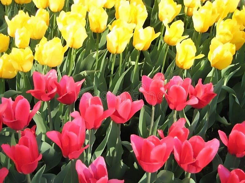 Red and yellow tulips stock image. Image of many, plant - 15909183
